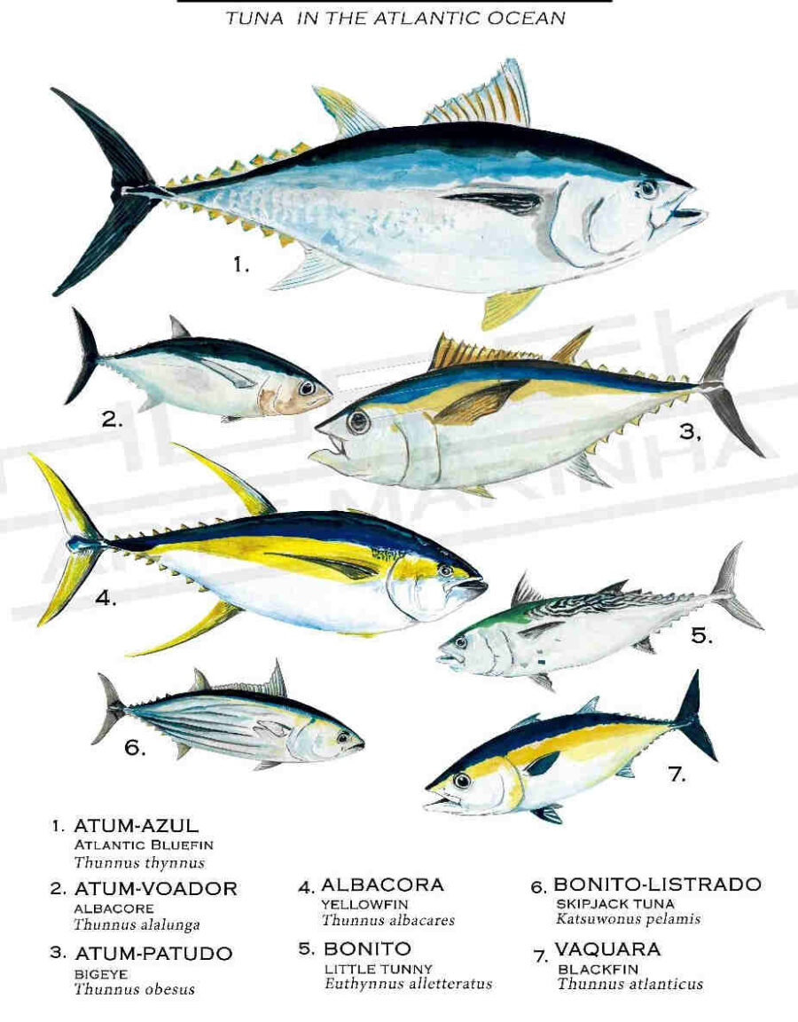 tuna fishing tackle UK | Gerry’s Fishing